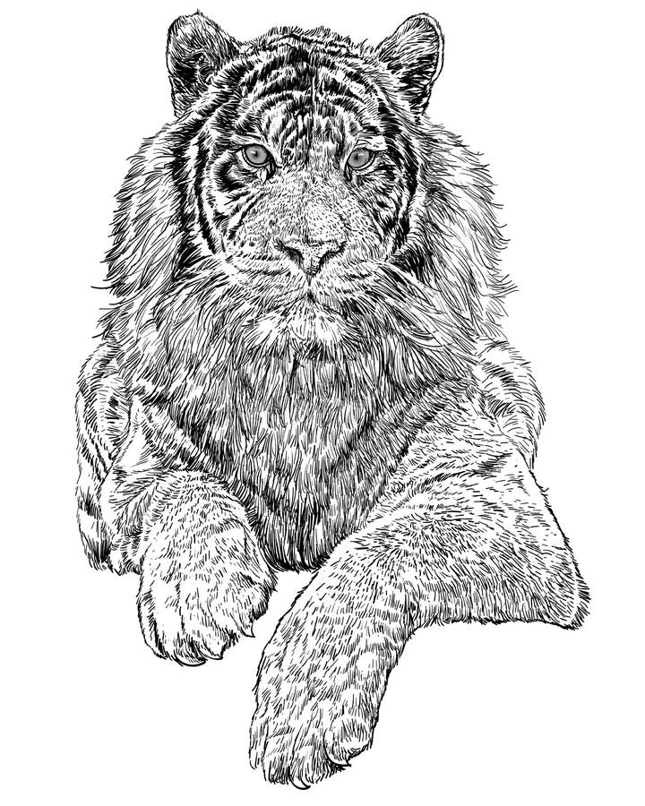Tiger Crouching Stock Illustrations – 273 Tiger Crouching Stock ...