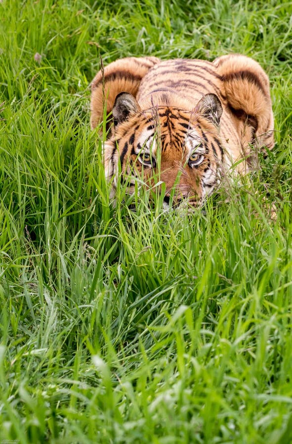 Crouching Tiger Hidden in Green Stock Image - Image of grass, safari ...