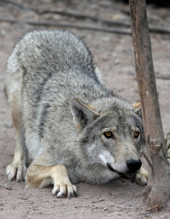 Crouching Wolf Stock Image - Image: 22509991