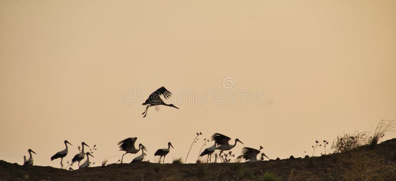 Croudy landing zone stock photo. Image of waterbird - 267628674