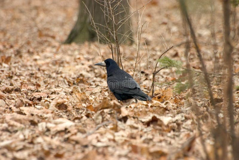 Crow stock image. Image of leaf, feather, forest, crow - 112367
