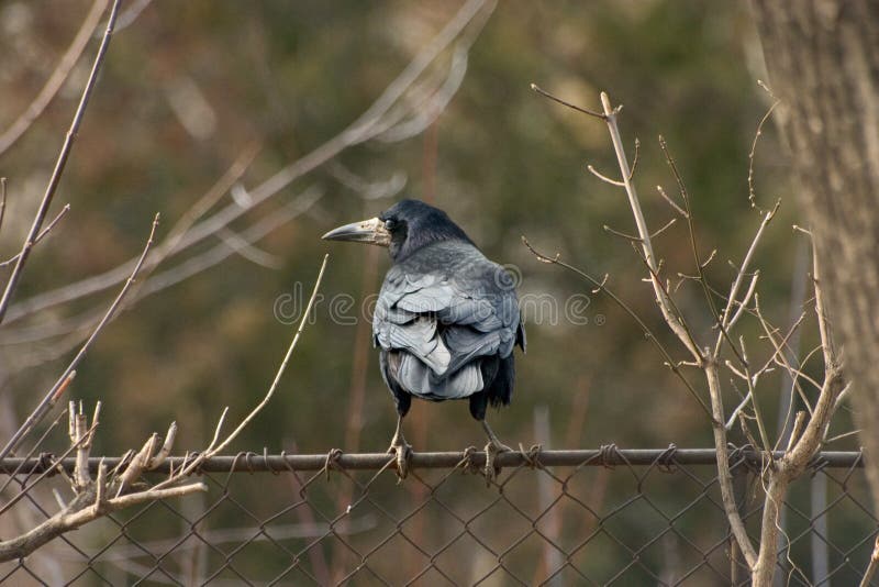 Crow stock photo. Image of stick, wing, perch, raven, beak - 112368