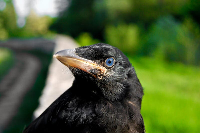 Crow stock photo. Image of feather, perch, corvidae, black - 12935428