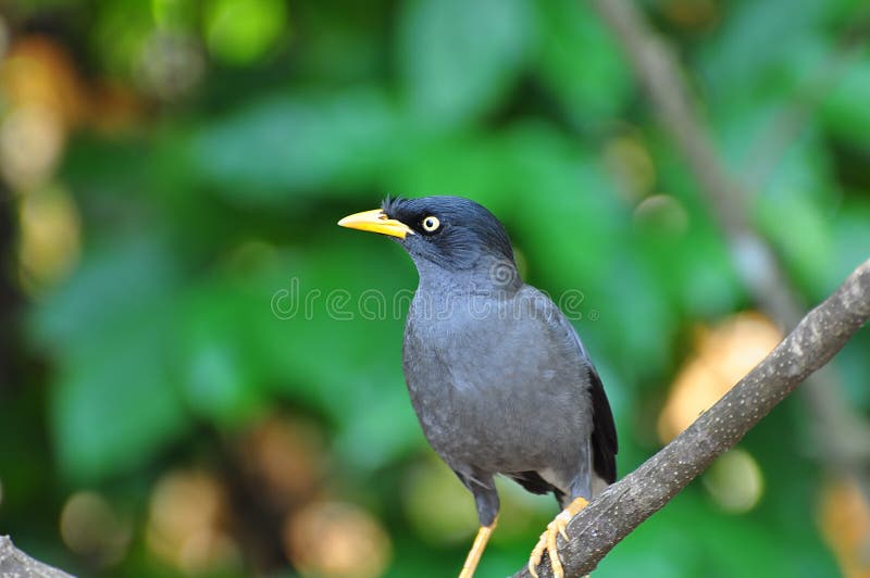 True Size States Map Stock Photos - Free & Royalty-Free Stock Photos ...