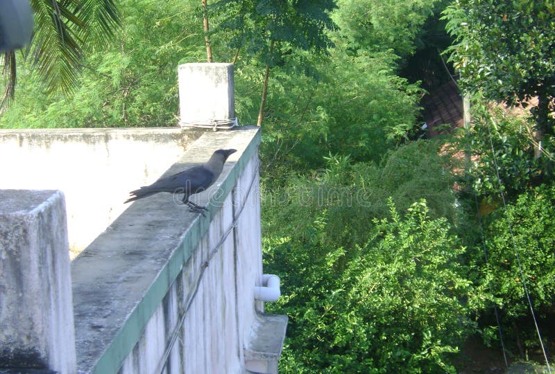 Ceow Stock Photos - Free & Royalty-Free Stock Photos from Dreamstime