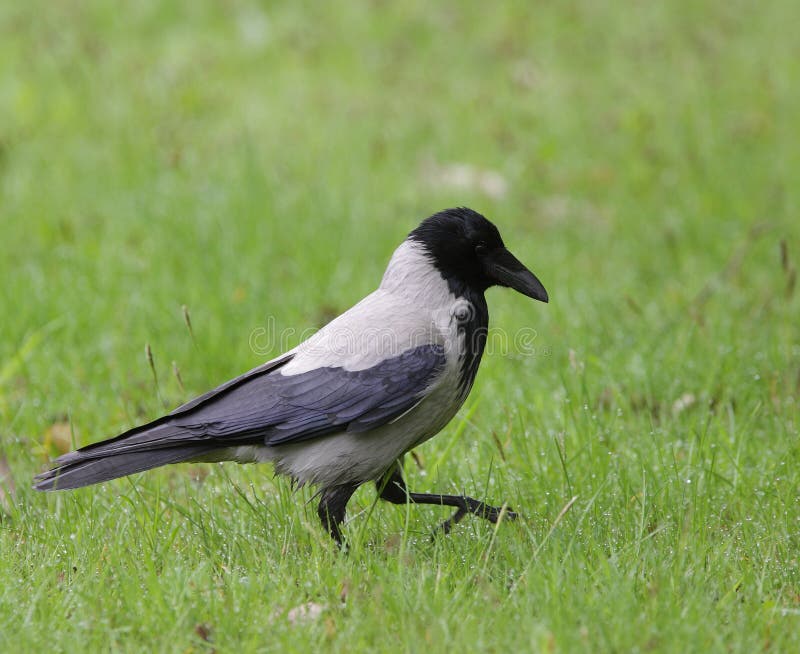 Crow Free Stock Photos & Pictures, Crow Royalty-Free and Public Domain ...