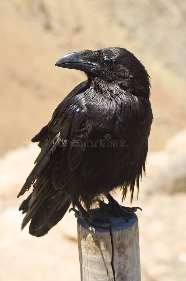 Black Crow stock image. Image of american, rook, raptor - 2910019
