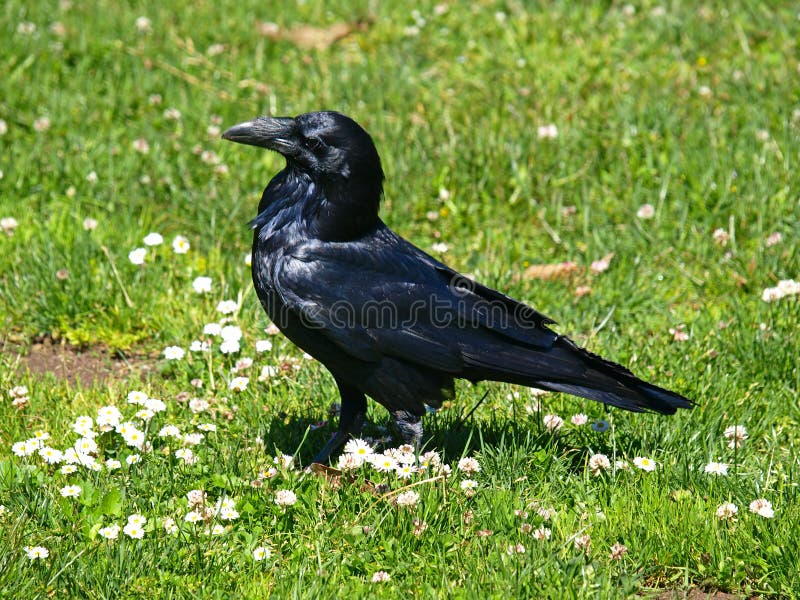Crow stock photo. Image of green, foreground, brik, focus - 14691778