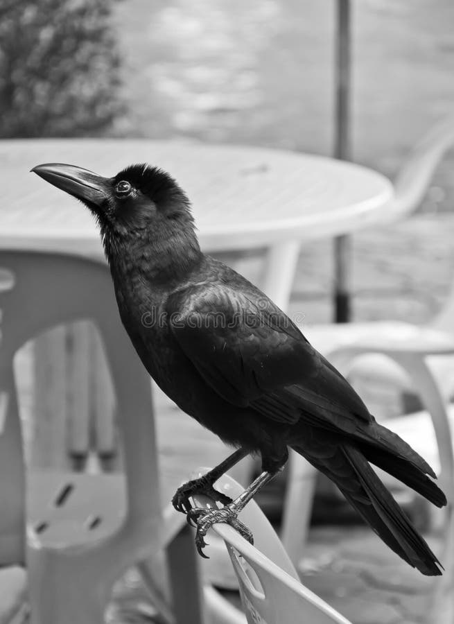 Crow stock image. Image of barbed, wildlife, crow, black - 865529