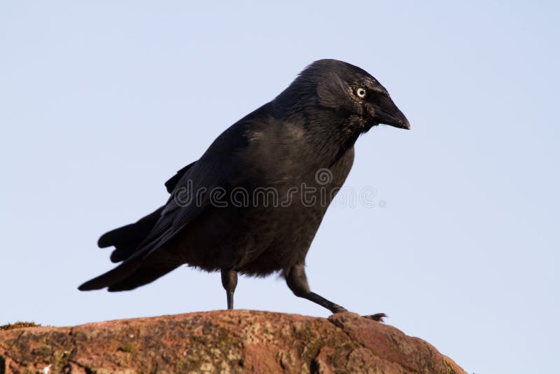 Crow stock image. Image of crow, nature, perched, europe - 18568237