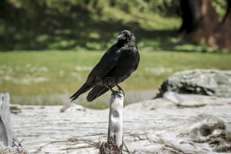 A perched crow. stock image. Image of crowlike, puget - 244442169