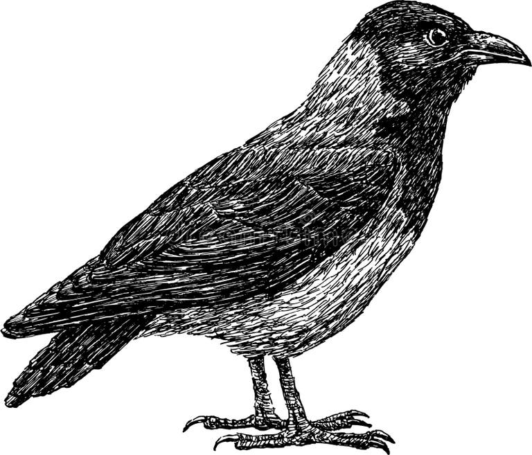 Crow Tail Stock Illustrations – 1,435 Crow Tail Stock Illustrations ...