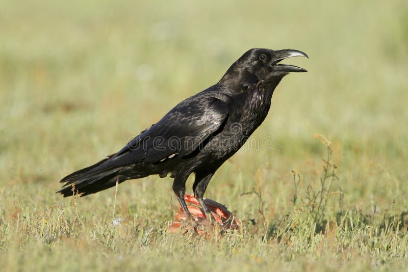 Crow stock image. Image of feathers, crow, eagle, carrion - 25496725