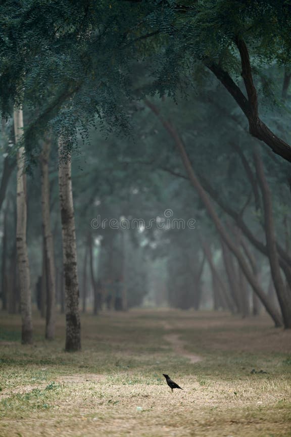 Crow stock image. Image of road, morning, crow, park - 25513537