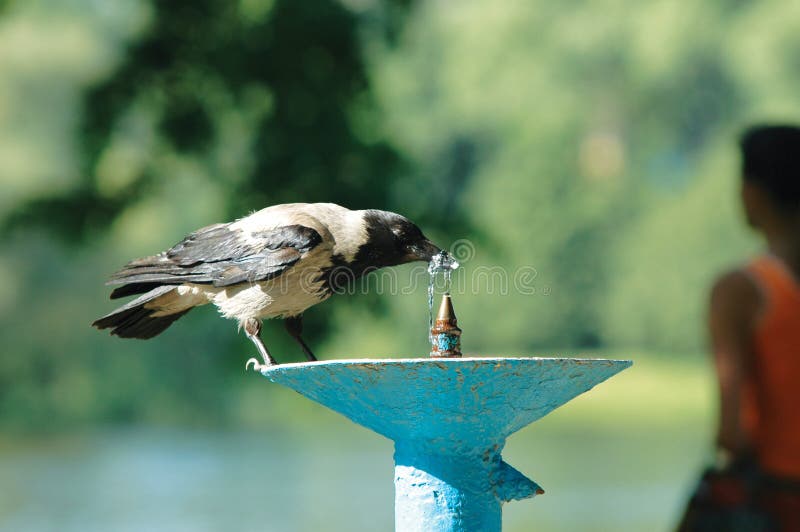 37,805 Crow Photos - Free & Royalty-Free Stock Photos from Dreamstime