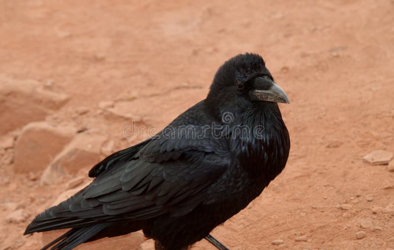 Black Crow stock image. Image of american, rook, raptor - 2910019