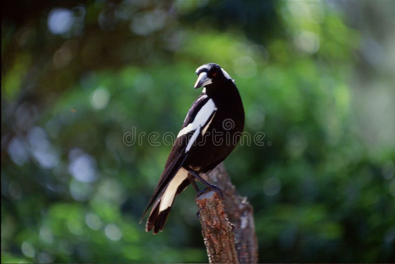 Crow stock photo. Image of black, outdoors, sunlight, landing - 279754