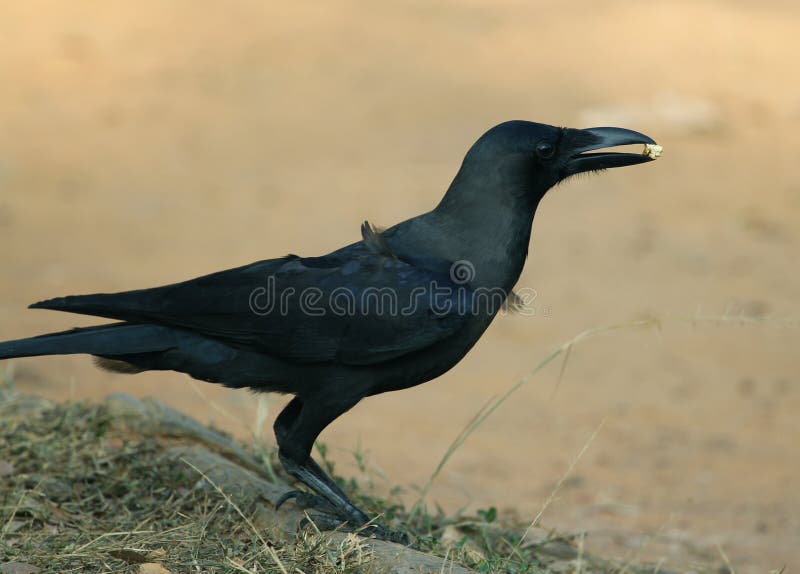 A common house crow stock photo. Image of garden, urban - 109556962