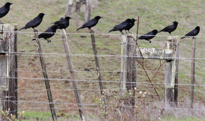 1,268 Bird Barbed Wire Fence Stock Photos - Free & Royalty-Free Stock ...