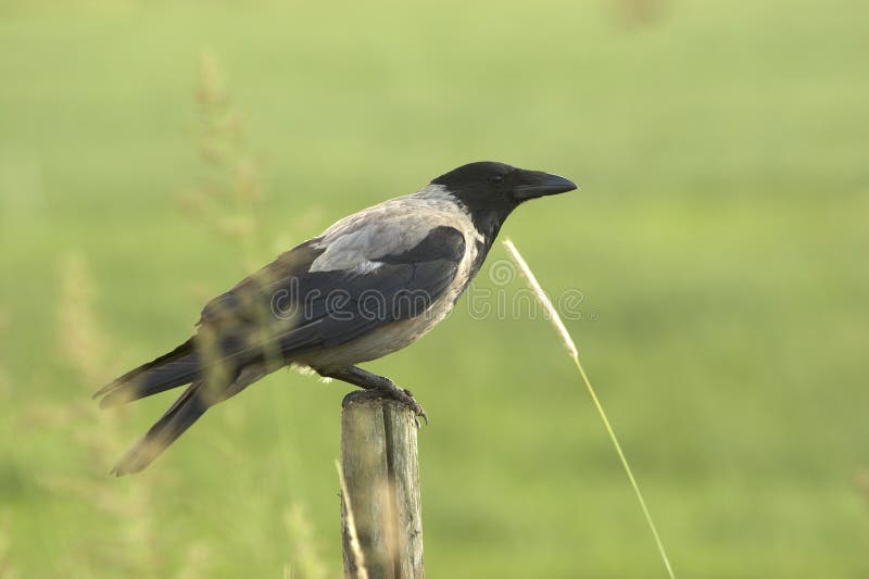 Crow Free Stock Photos & Pictures, Crow Royalty-Free and Public Domain ...