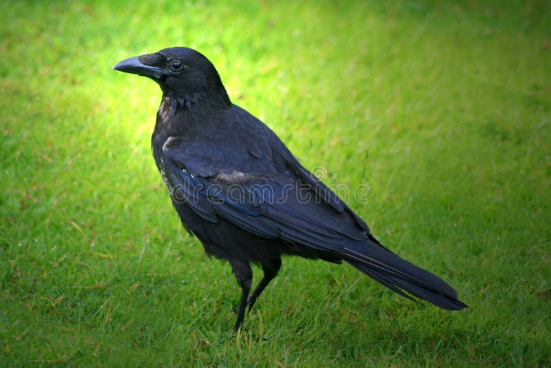 Crow Free Stock Photos & Pictures, Crow Royalty-Free and Public Domain ...