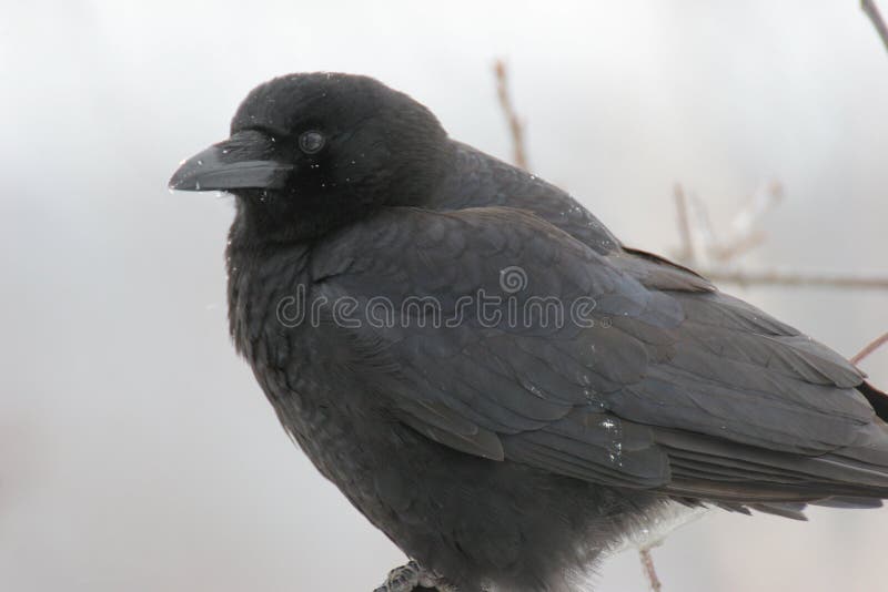 Crow stock image. Image of perch, nature, animal, chilly - 615967