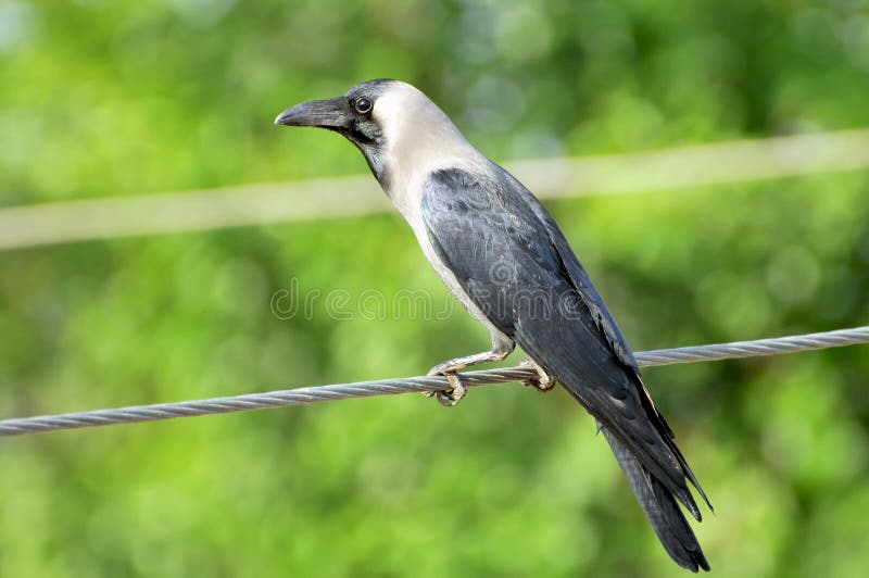 Crow Free Stock Photos & Pictures, Crow Royalty-Free and Public Domain ...
