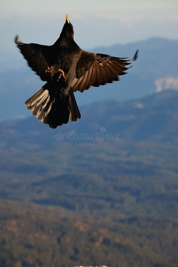 Crow stock photo. Image of aerial, wood, animal, mountain - 8649142