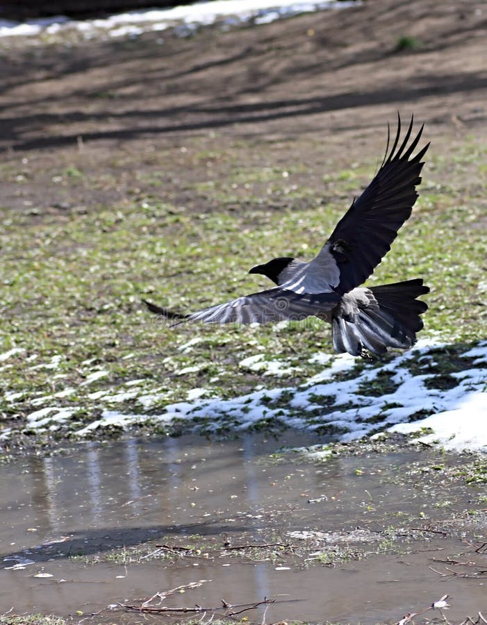 Crow stock photo. Image of puddle, scope, spring, snow - 9242188