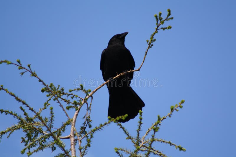 Adultcrow Stock Photos - Free & Royalty-Free Stock Photos from Dreamstime