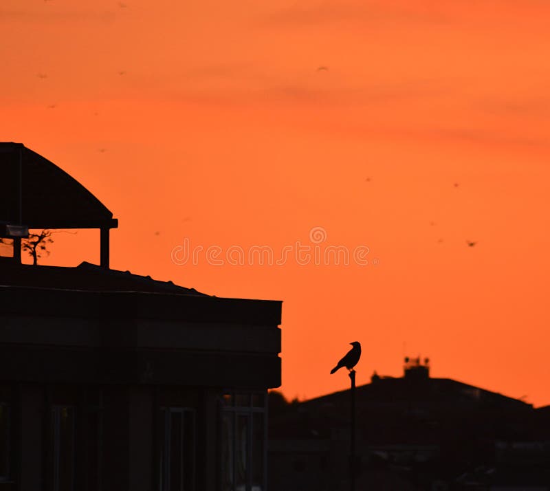 A crow against the sunset stock photo. Image of darkness - 248043638