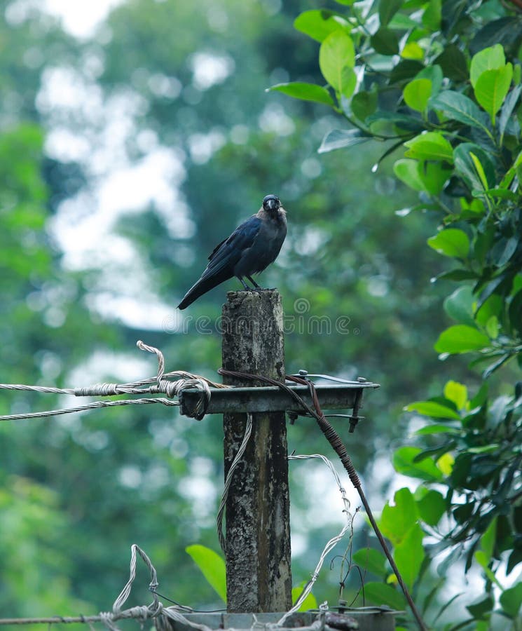Crow Alone on Empty Branch with Overcast Sky Above Stock Image - Image ...