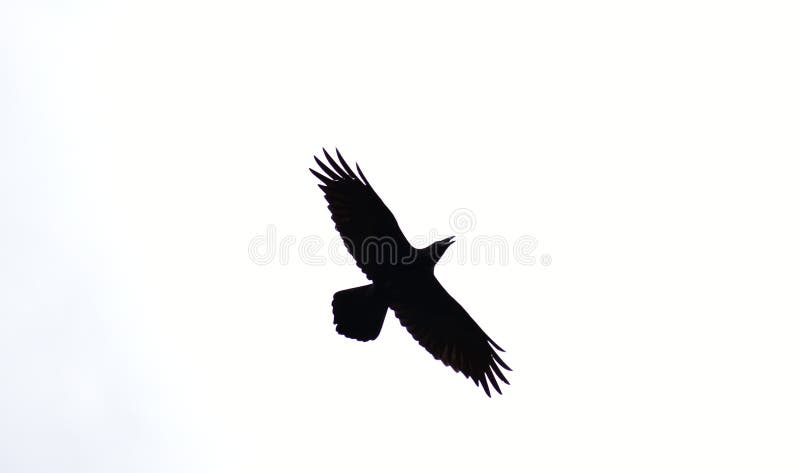 Crow stock image. Image of gorgeous, forest, blackbird - 88739501