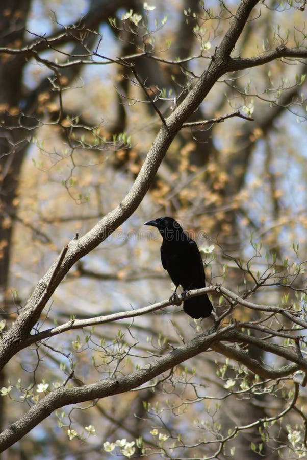Crow stock image. Image of flowers, blue, tree, feathers - 49937149