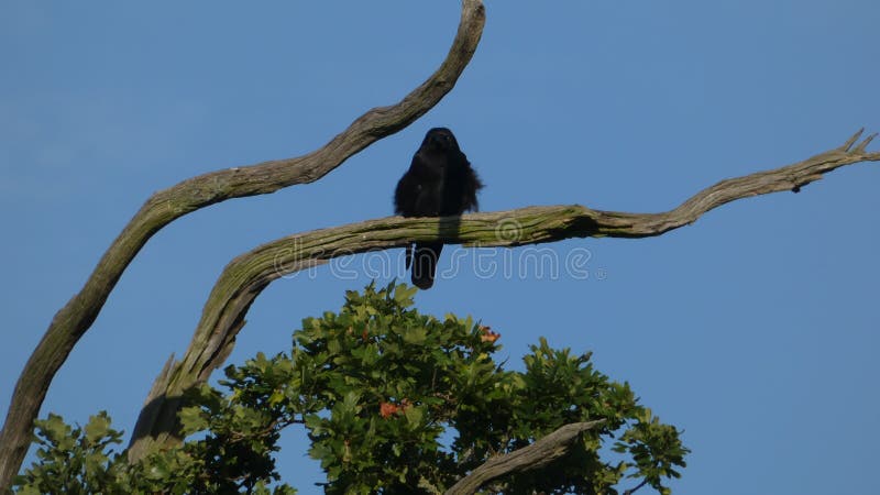 Crow Asleep in the Sun in England Stock Photo - Image of england ...