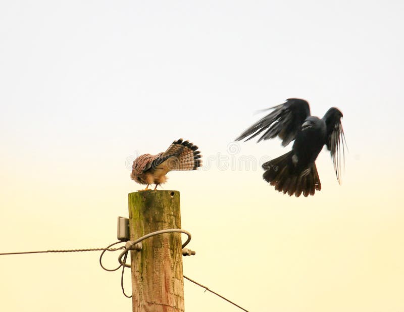 A Crow Attacking a Common Kestrel Stock Image - Image of tinnunculus ...