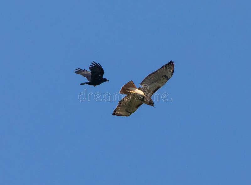 A Crow Harasses a Red-Tailed Hawk in Flight Stock Image - Image of wild ...