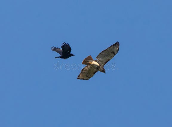 A Crow Harasses a Red-Tailed Hawk in Flight Stock Image - Image of wild ...