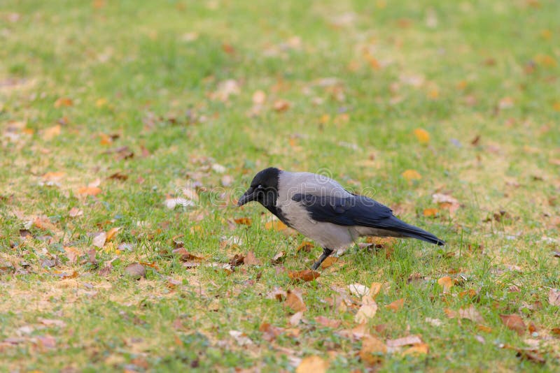 Crow in autumn stock photo. Image of grass, green, animals - 34870304