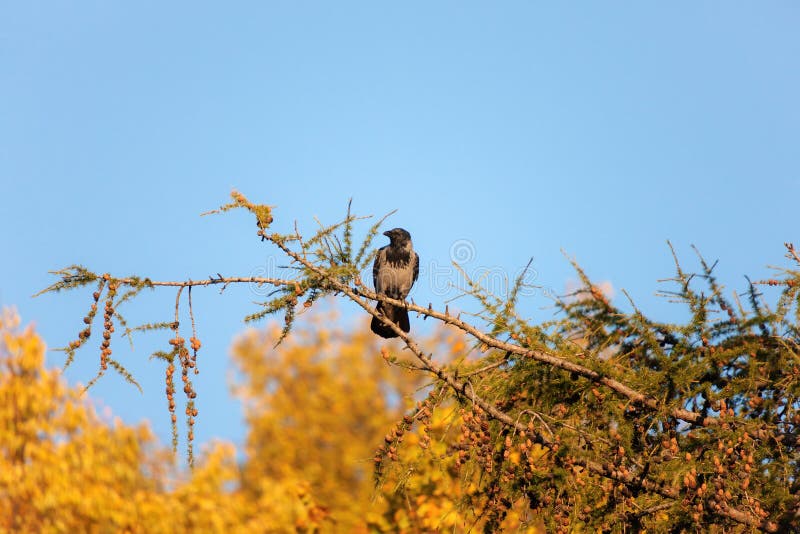 Crow in autumn stock image. Image of leaf, needle, bright - 59820439