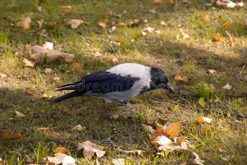 Crow in the autumn grass stock image. Image of animal - 100425089