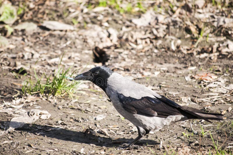Crow on autumn ground stock photo. Image of fall, crow - 47016228