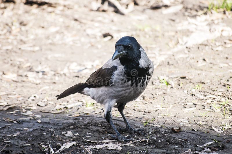 Crow on autumn ground stock image. Image of fall, wildlife - 47017319