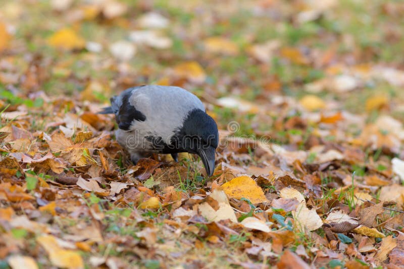 Crow on the autumn leaves stock image. Image of crow - 34614103