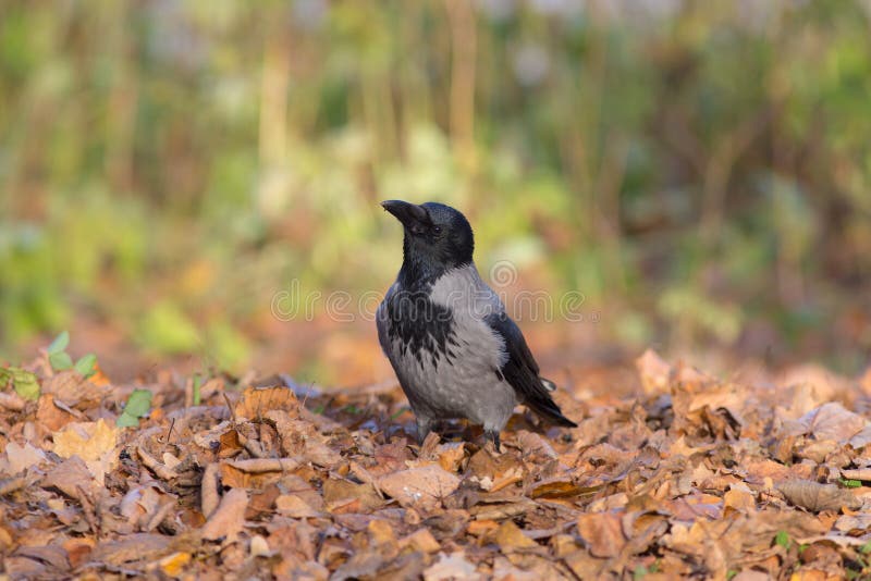 Crow on the autumn leaves stock image. Image of crow - 34614103