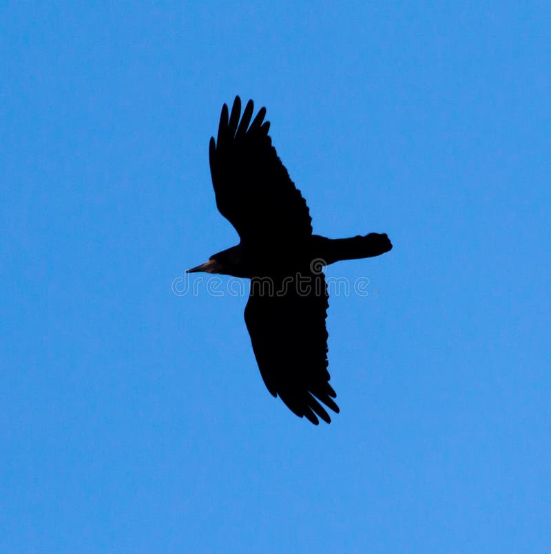 Crow on a Background of Blue Sky through the Trees Stock Image - Image ...