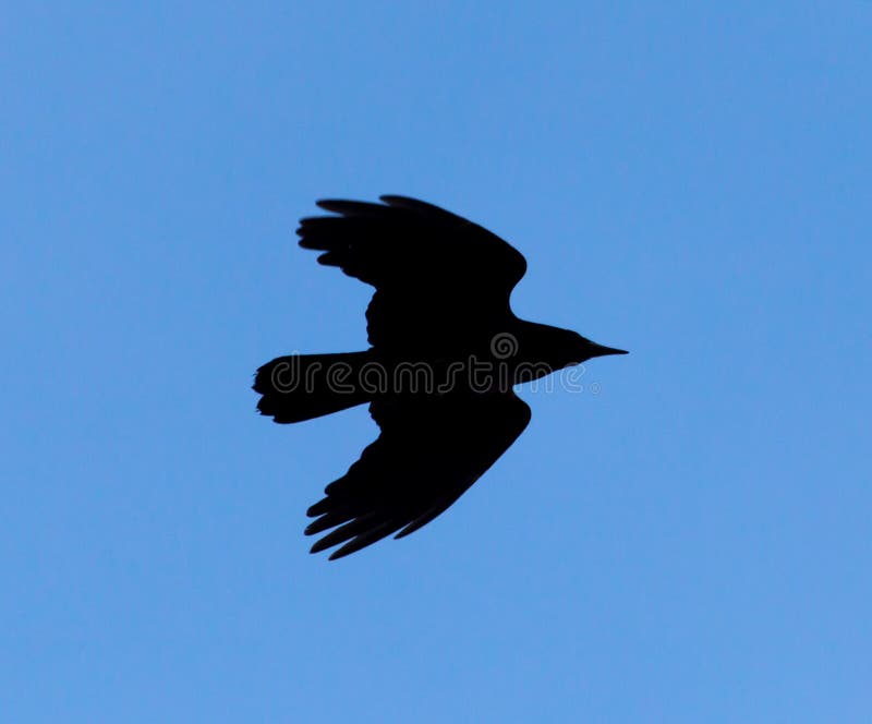 Crow on a Background of Blue Sky through the Trees Stock Image - Image ...