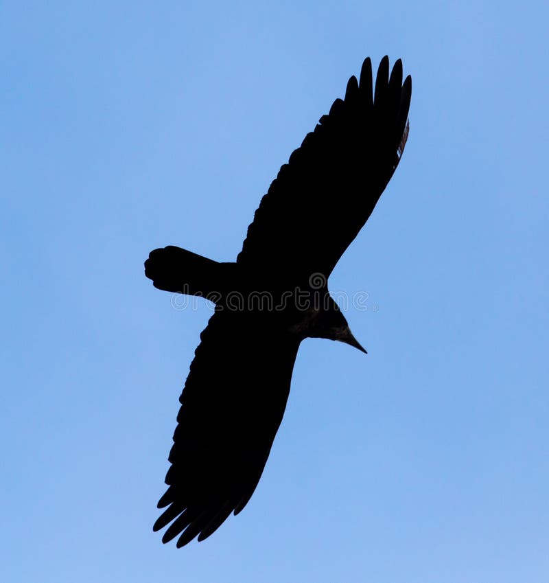 Crow on a Background of Blue Sky through the Trees Stock Image - Image ...