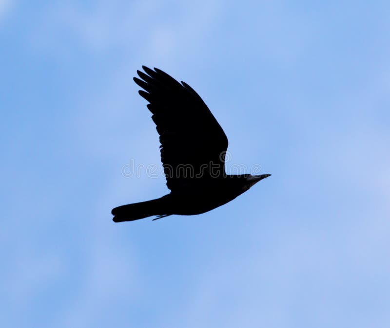 Crow on a Background of Blue Sky through the Trees Stock Image - Image ...