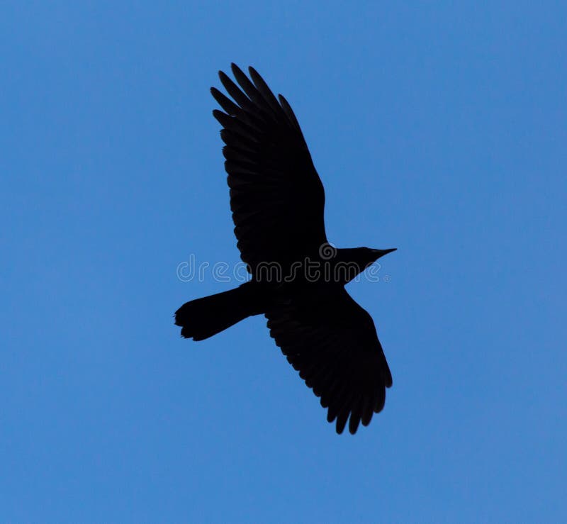 Crow on a Background of Blue Sky through the Trees Stock Image - Image ...